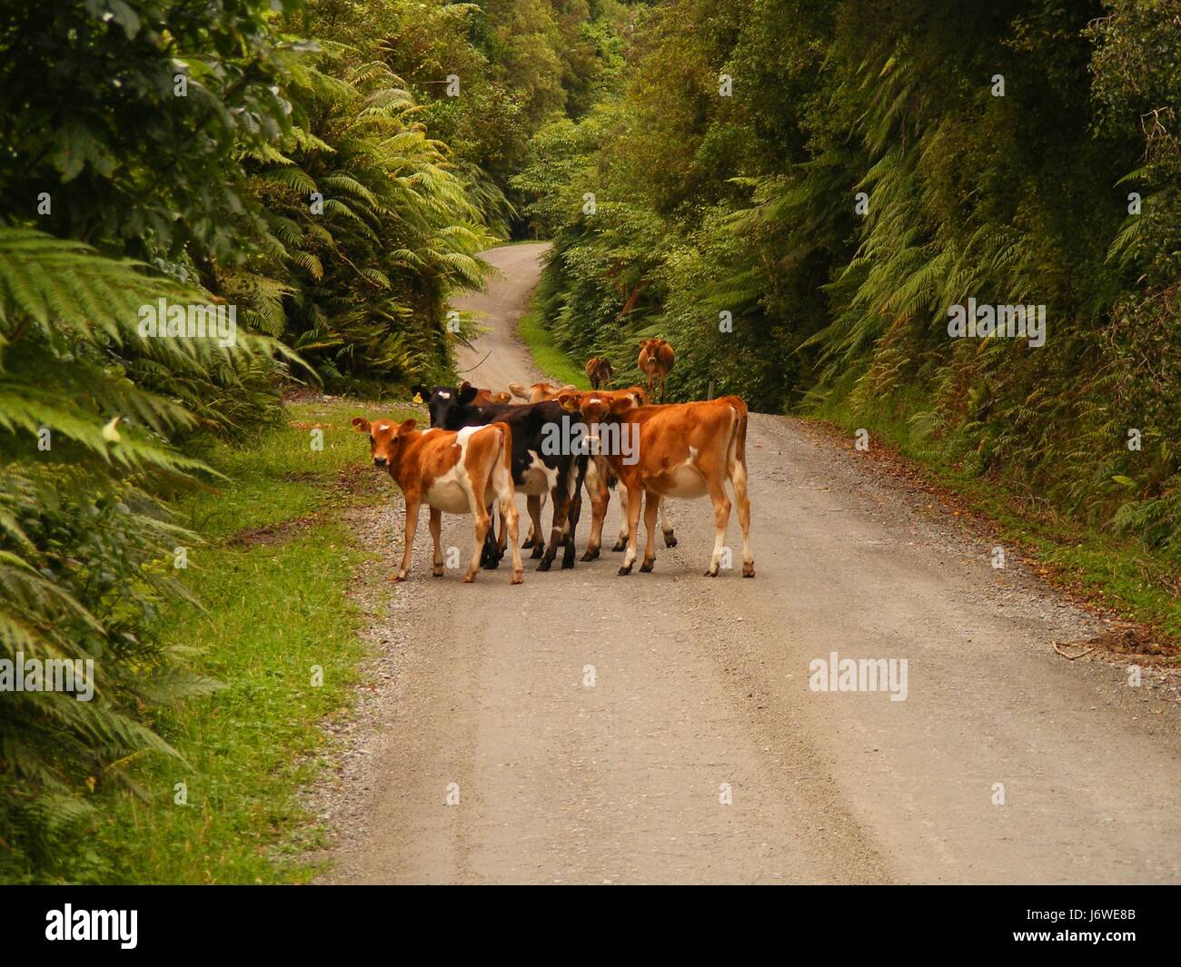 valley new zealand cows passport idyll mountain street road danger ...