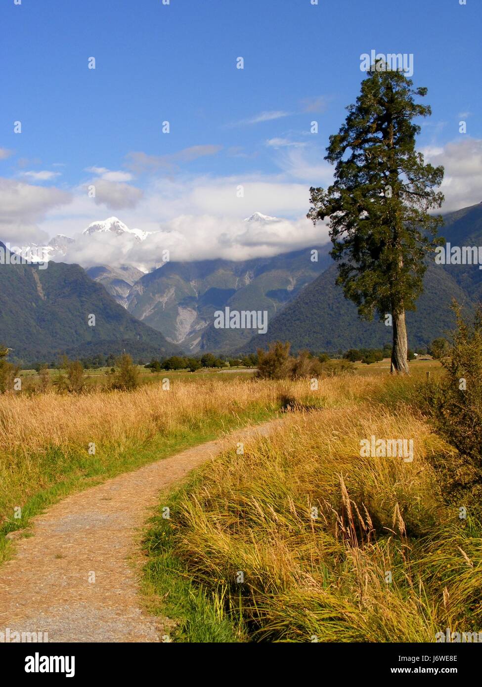 reed new zealand idyll path way forest tree horizon holiday vacation ...