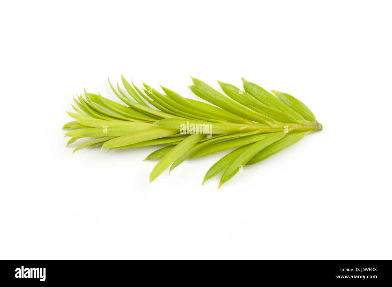 Conifer tree cut out hi-res stock photography and images - Alamy