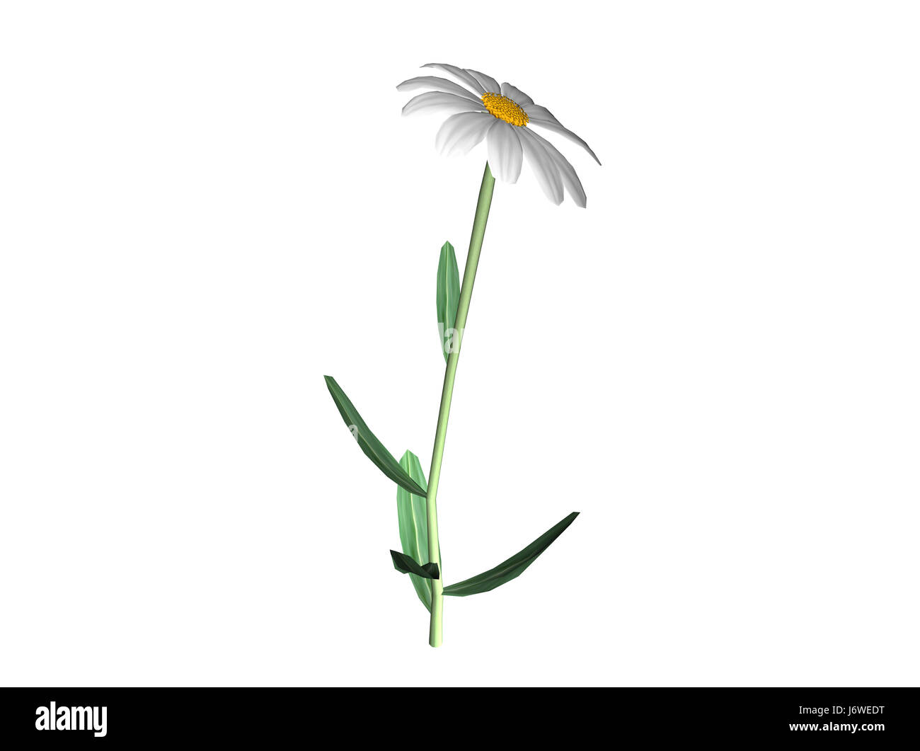 tea bloom blossom flourish flourishing daisy nature plant isolated ...