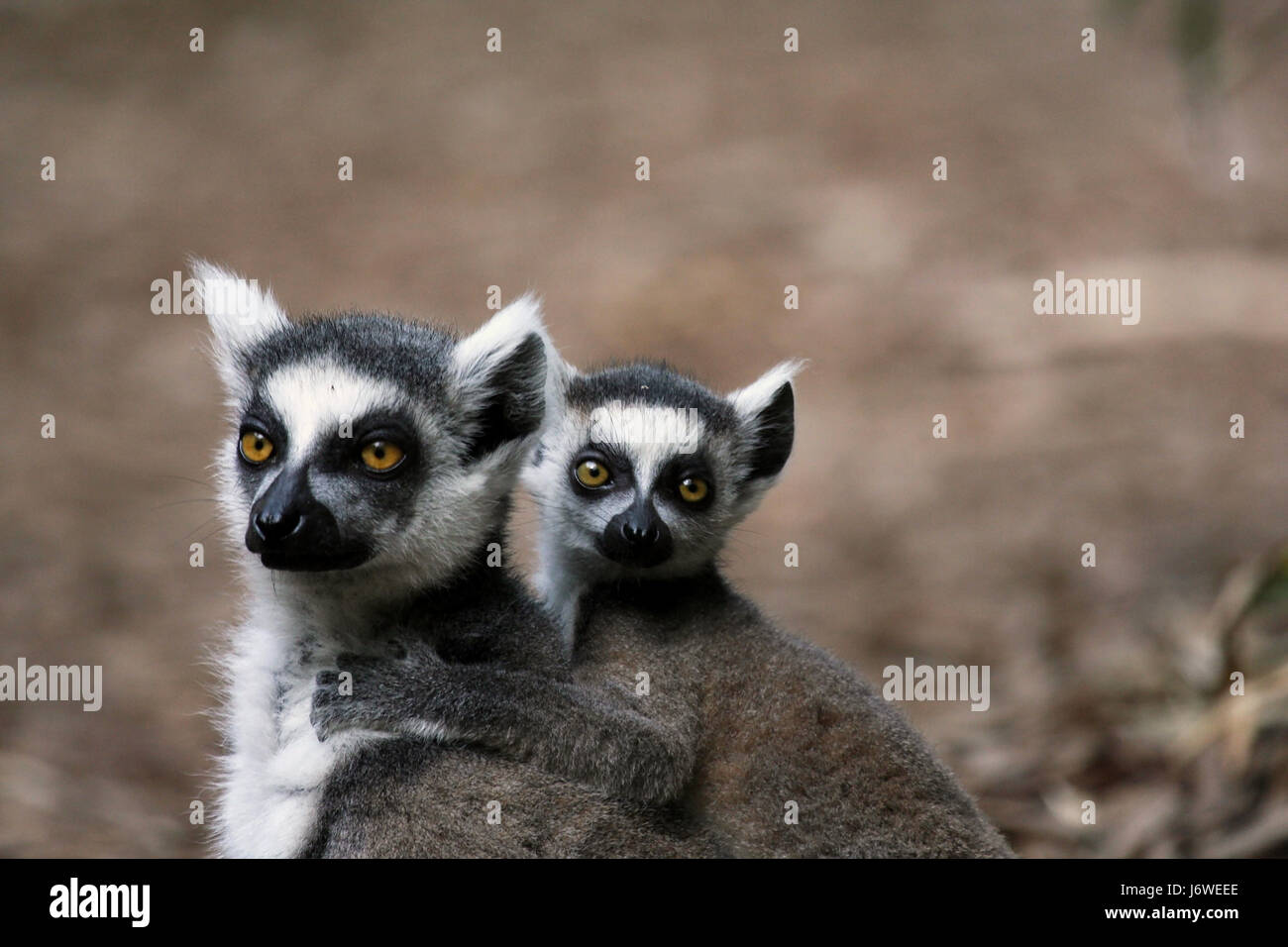 animal eyes offspring cub baby lemur lemures couple pair two animal ...