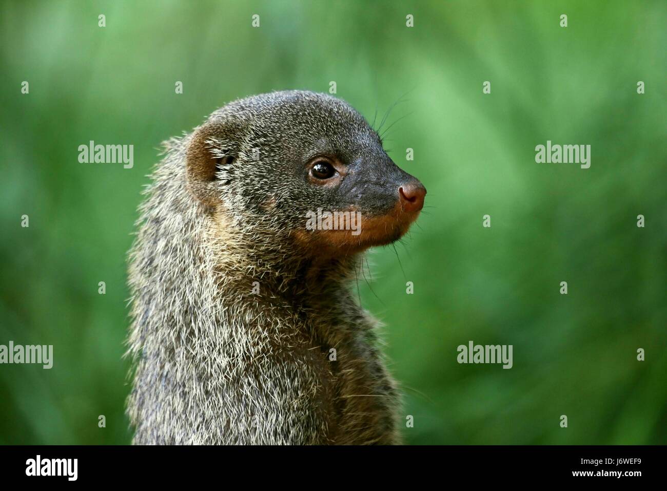 mammal predator mongoose feline mammal portrait predator wild animal ...