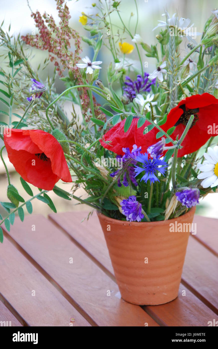 coloured colourful gorgeous multifarious richly coloured still life ...