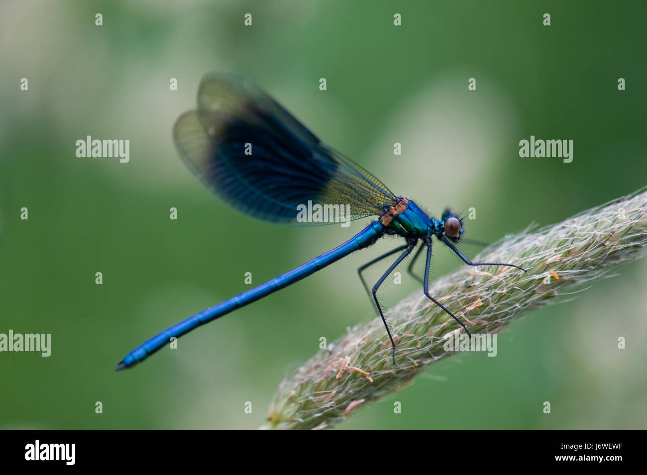 blue wing dragonfly iridescence water blue reed wing stream dragonfly ...