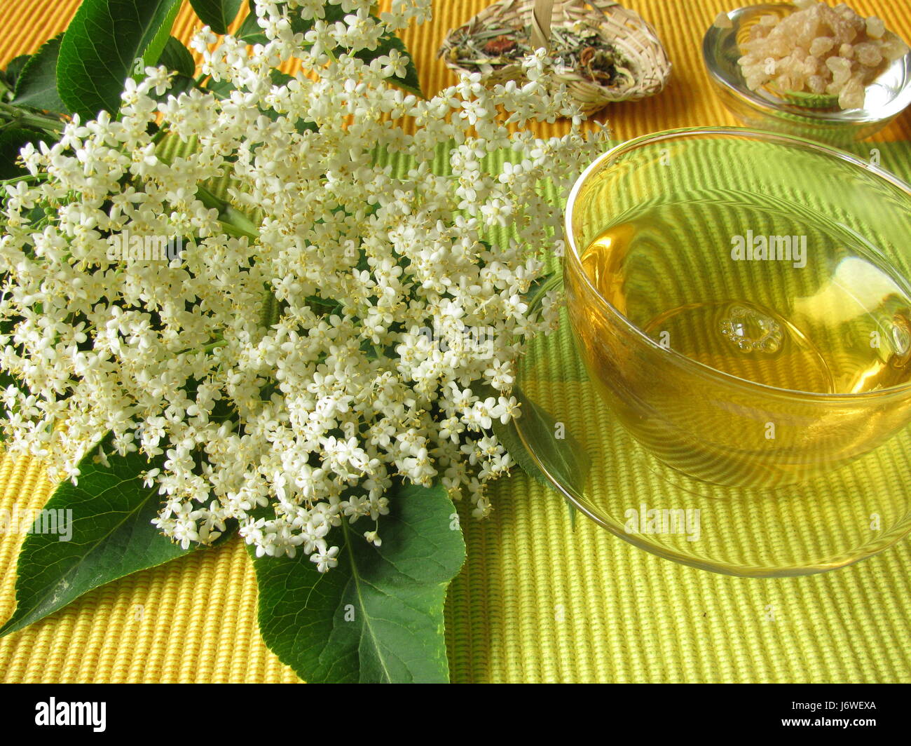 tea elder herb tea blossoms bleed medicinal plant naturopathy fever ...