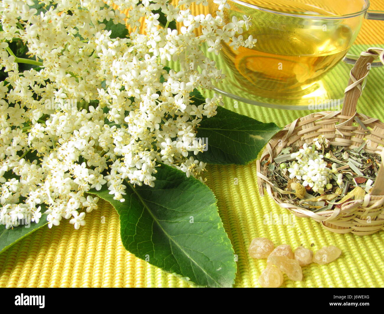 tea elder herb tea blossoms bleed medicinal plant naturopathy fever ...