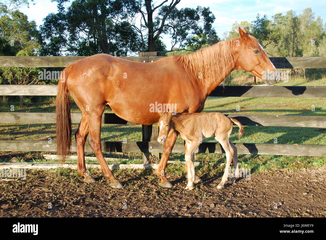 Mom Horse Missing My Skilled Labor, And A Little More As A Mom
