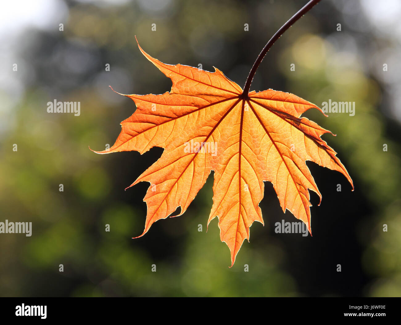 More leaf hi-res stock photography and images - Alamy
