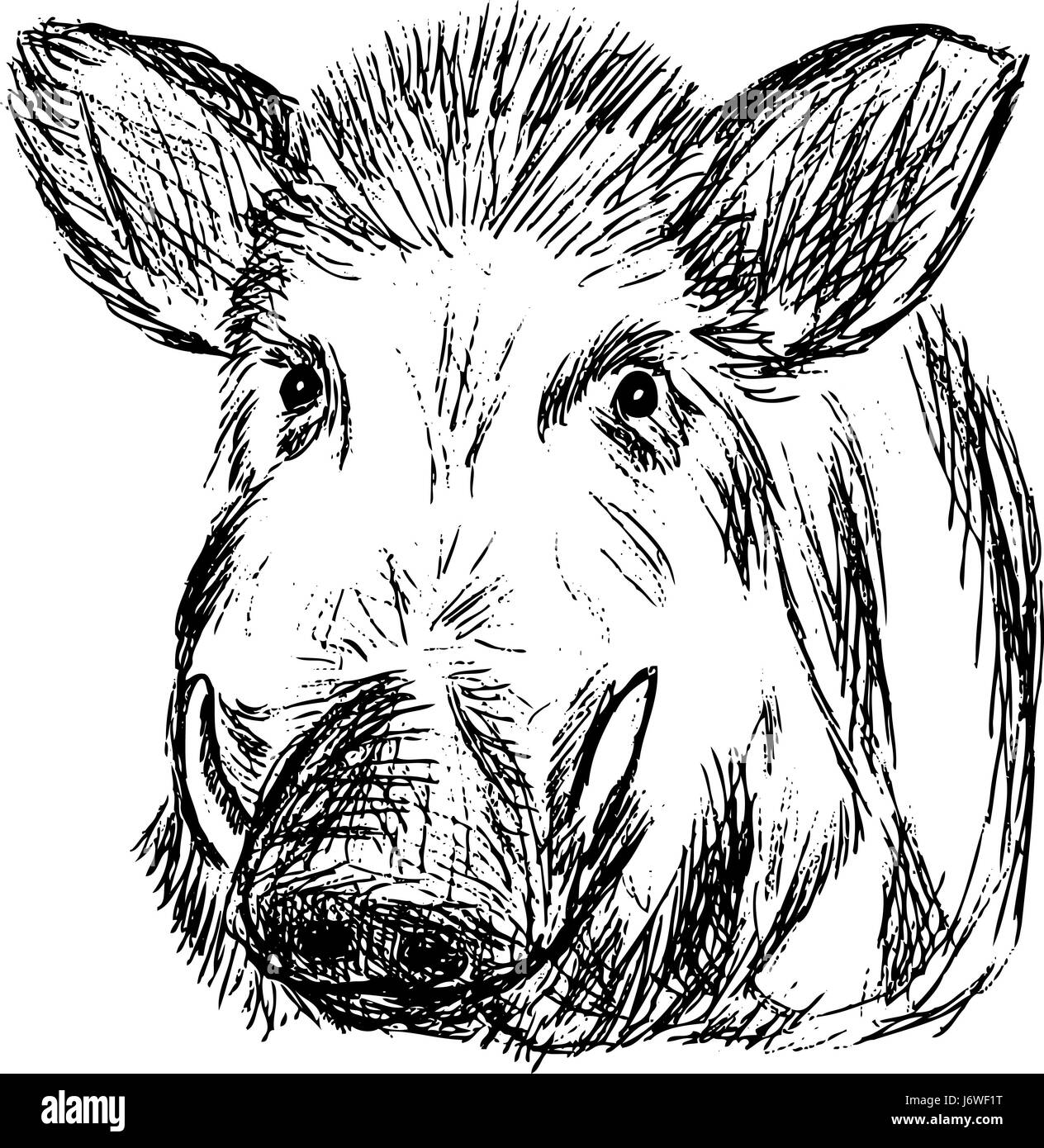 Illustration wild boar hi-res stock photography and images - Alamy
