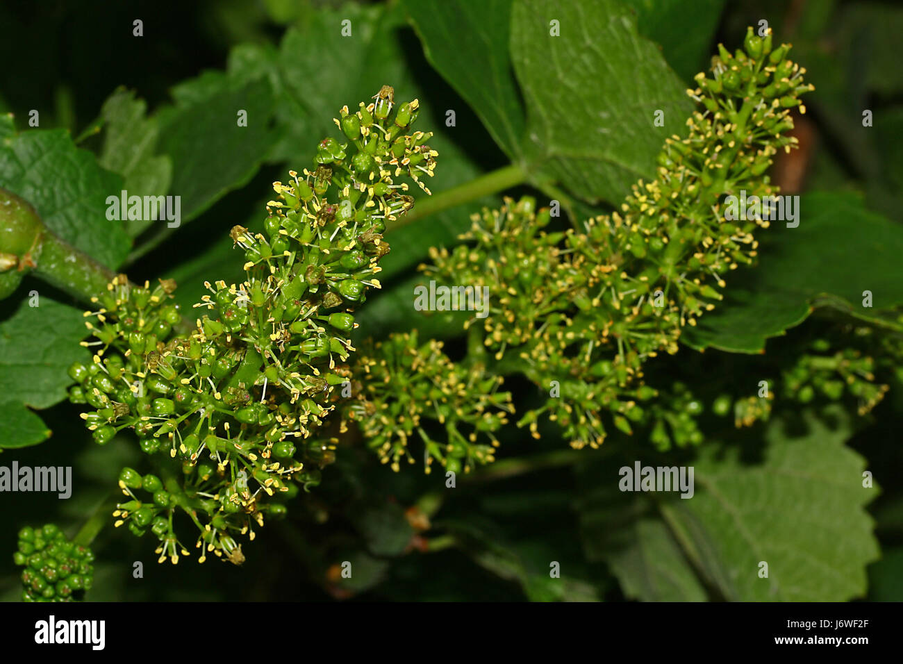 Weintraubenblte hi-res stock photography and images - Alamy