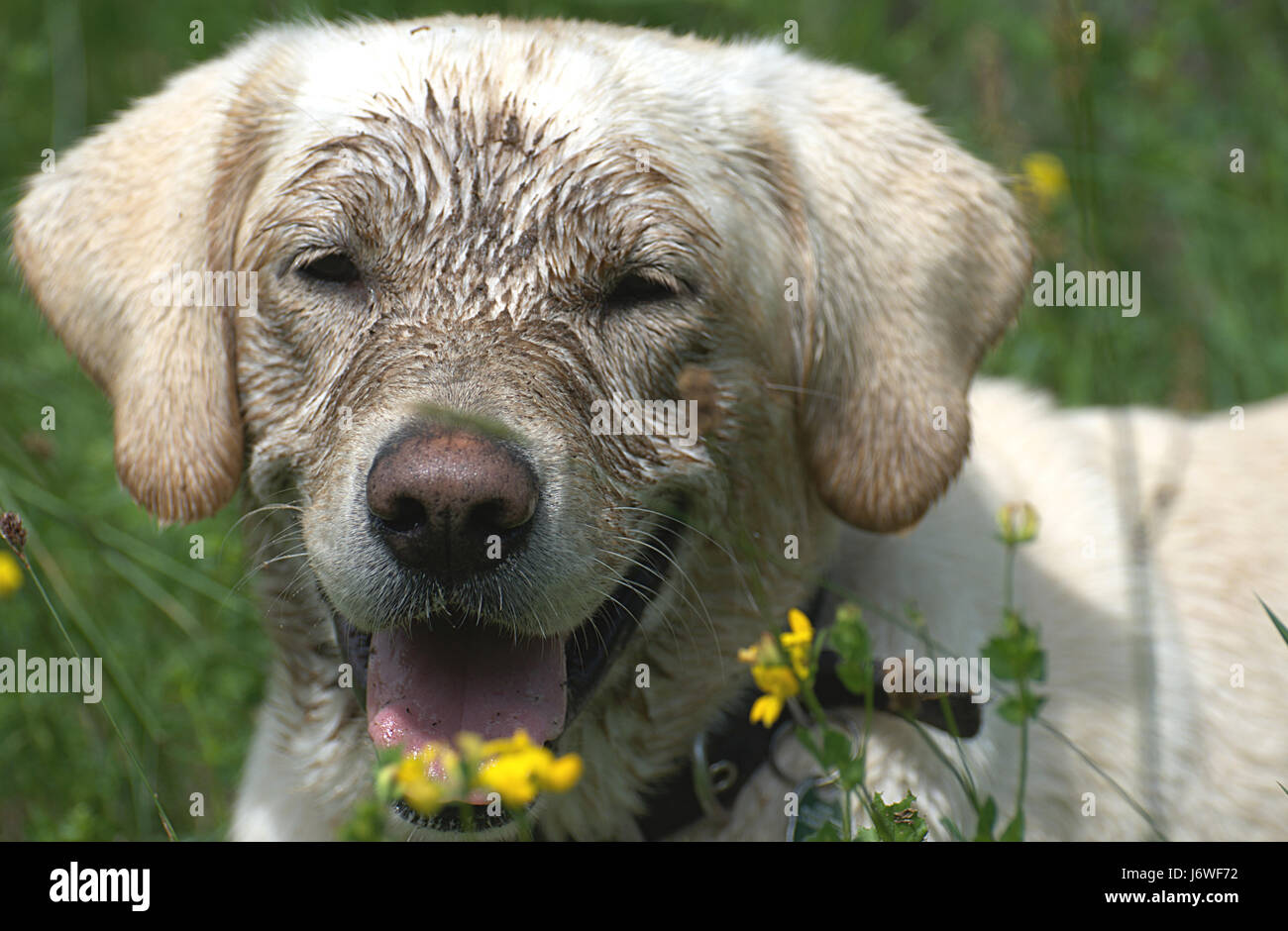 young labrador dog after the mud Stock Photo - Alamy