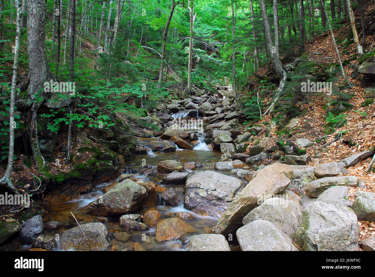 stream forest water nature fall shine shines bright lucent light serene ...
