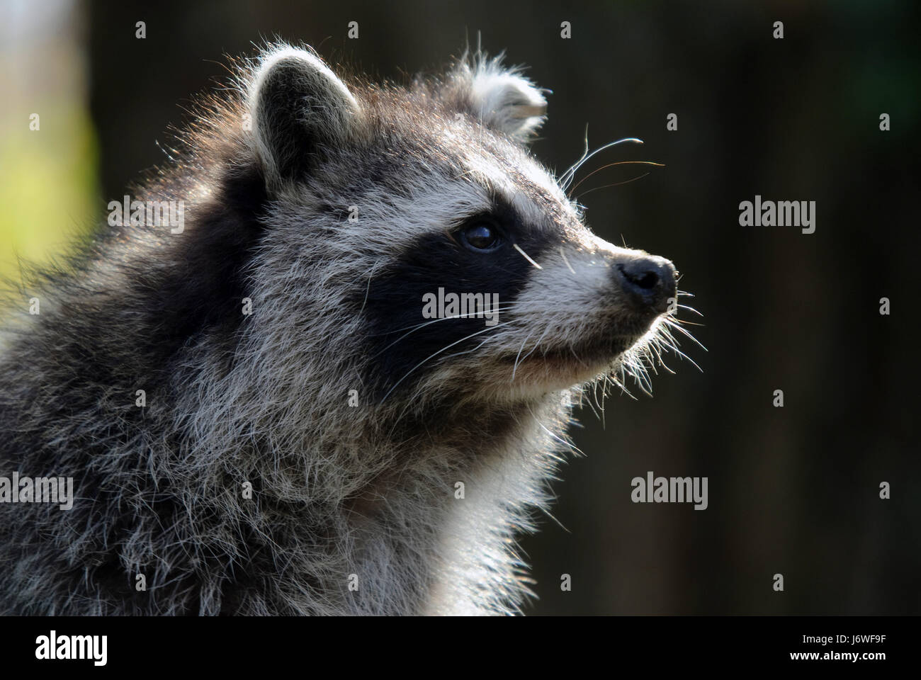 animal mammal fur wildlife raccoon coon animal mammal wild fur wildlife ...