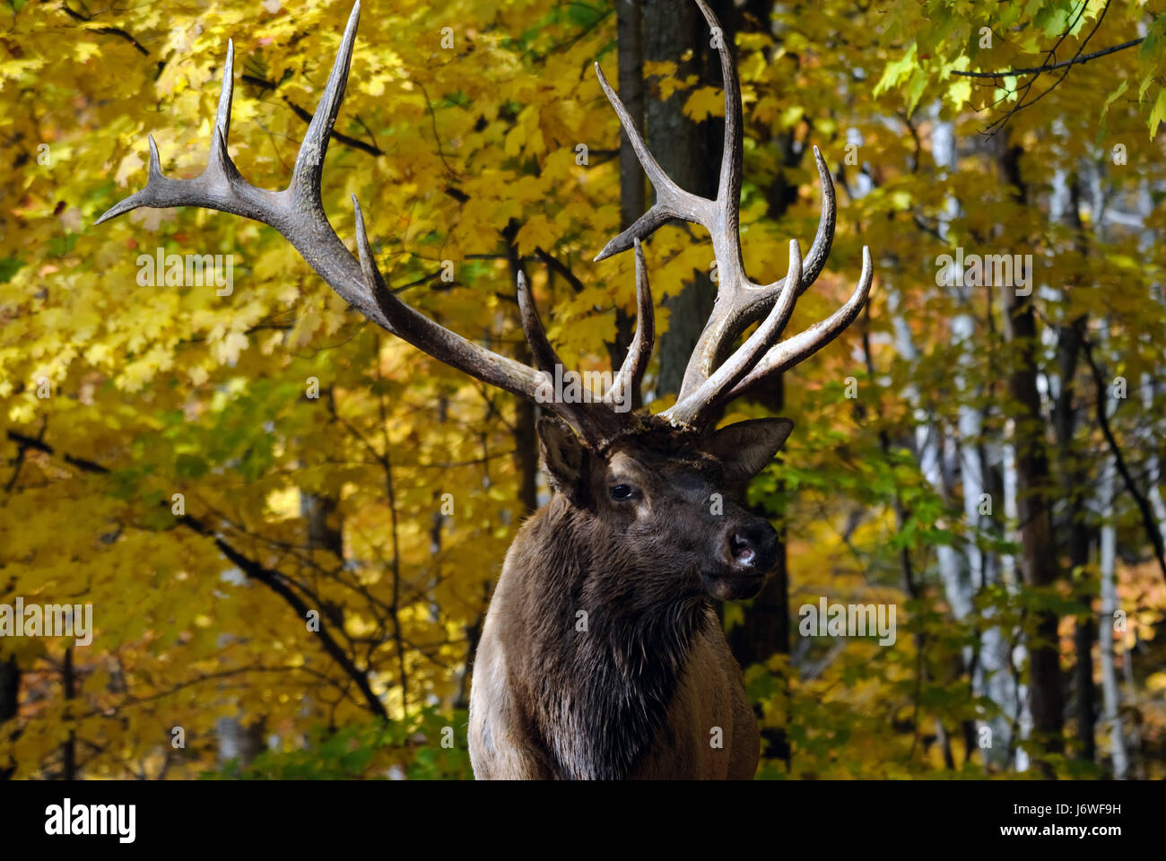 mammal male masculine bull elk deer animal mammal brown brownish ...