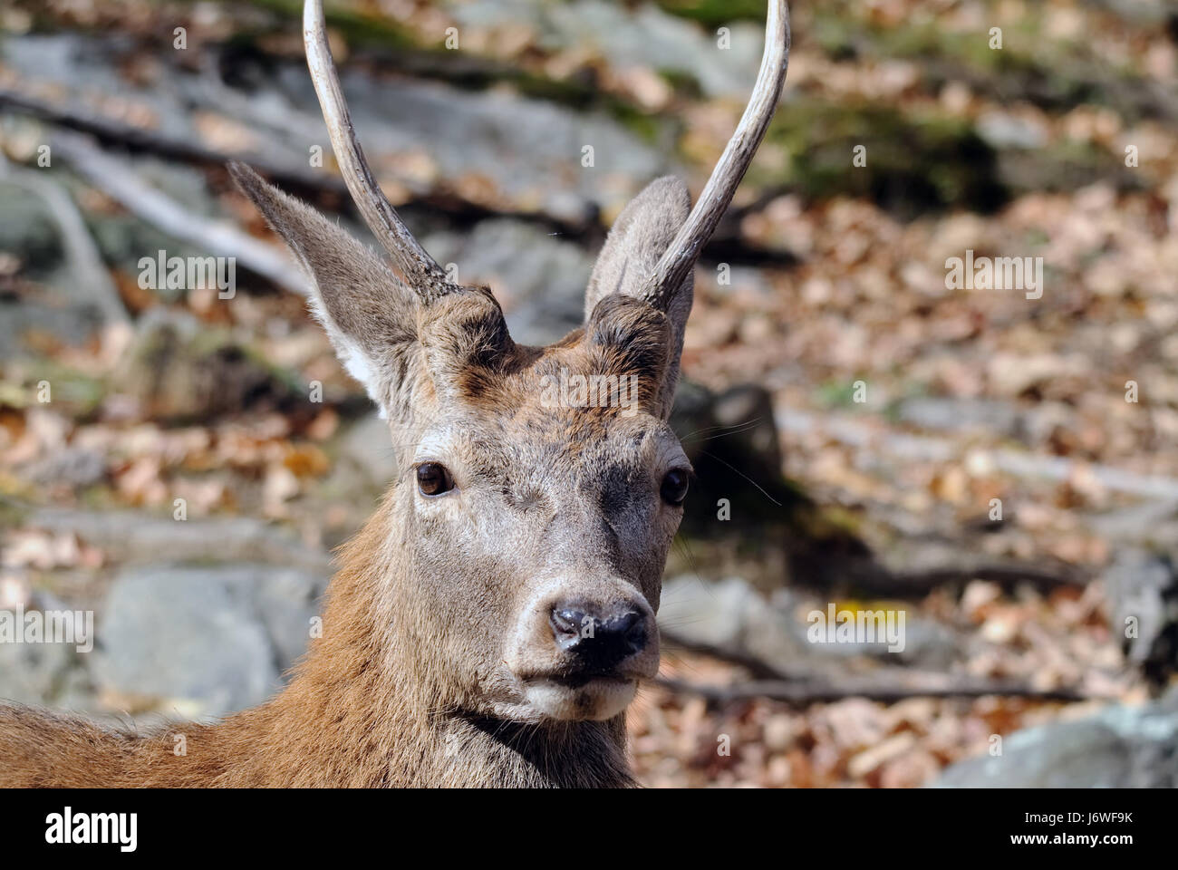 mammal male masculine bull elk deer animal mammal brown brownish ...
