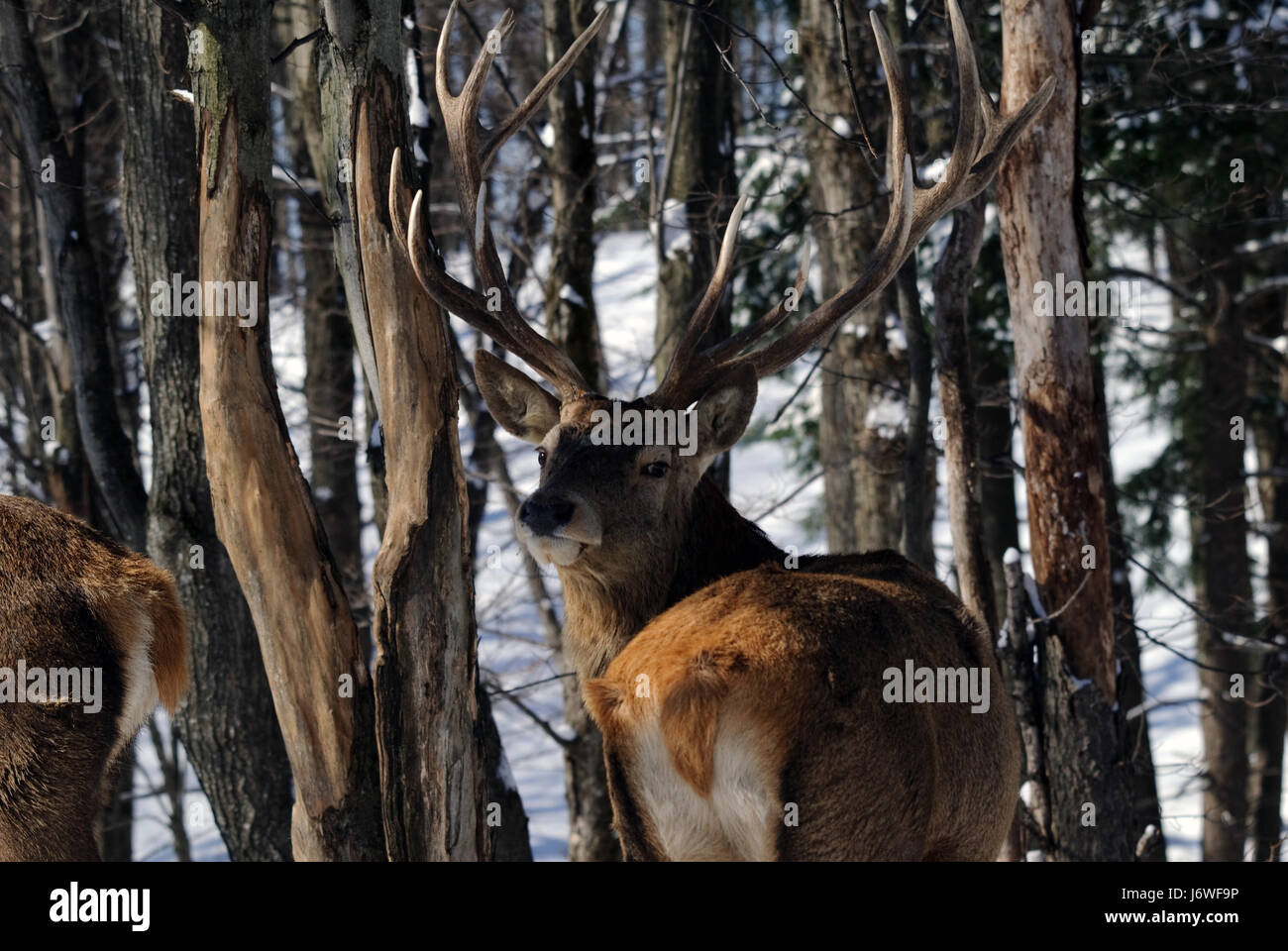 buck wildlife elk deer animal mammal buck wildlife rack horns elk deer ...