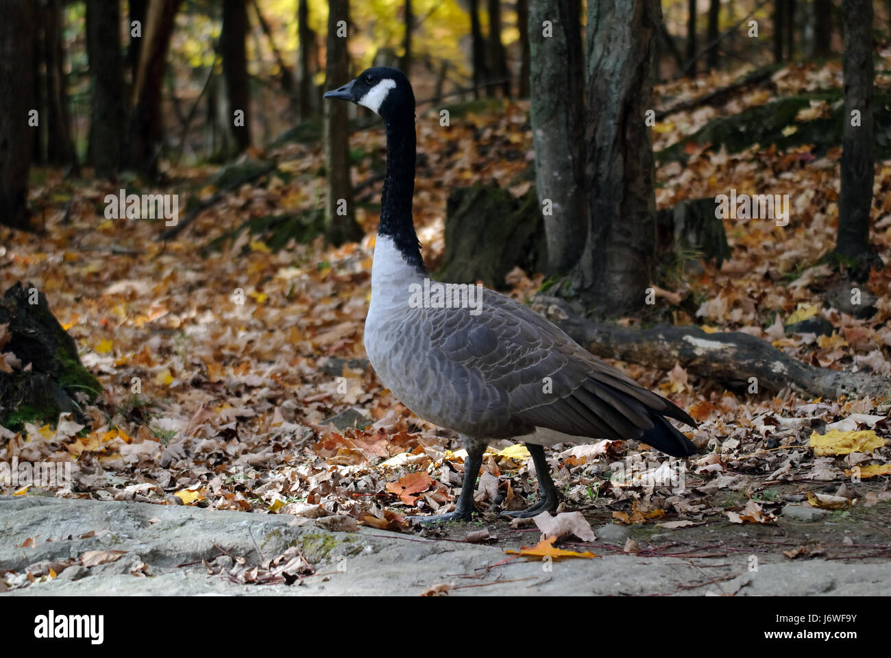 animal bird canada wildlife geese animal bird canada wildlife geese ...