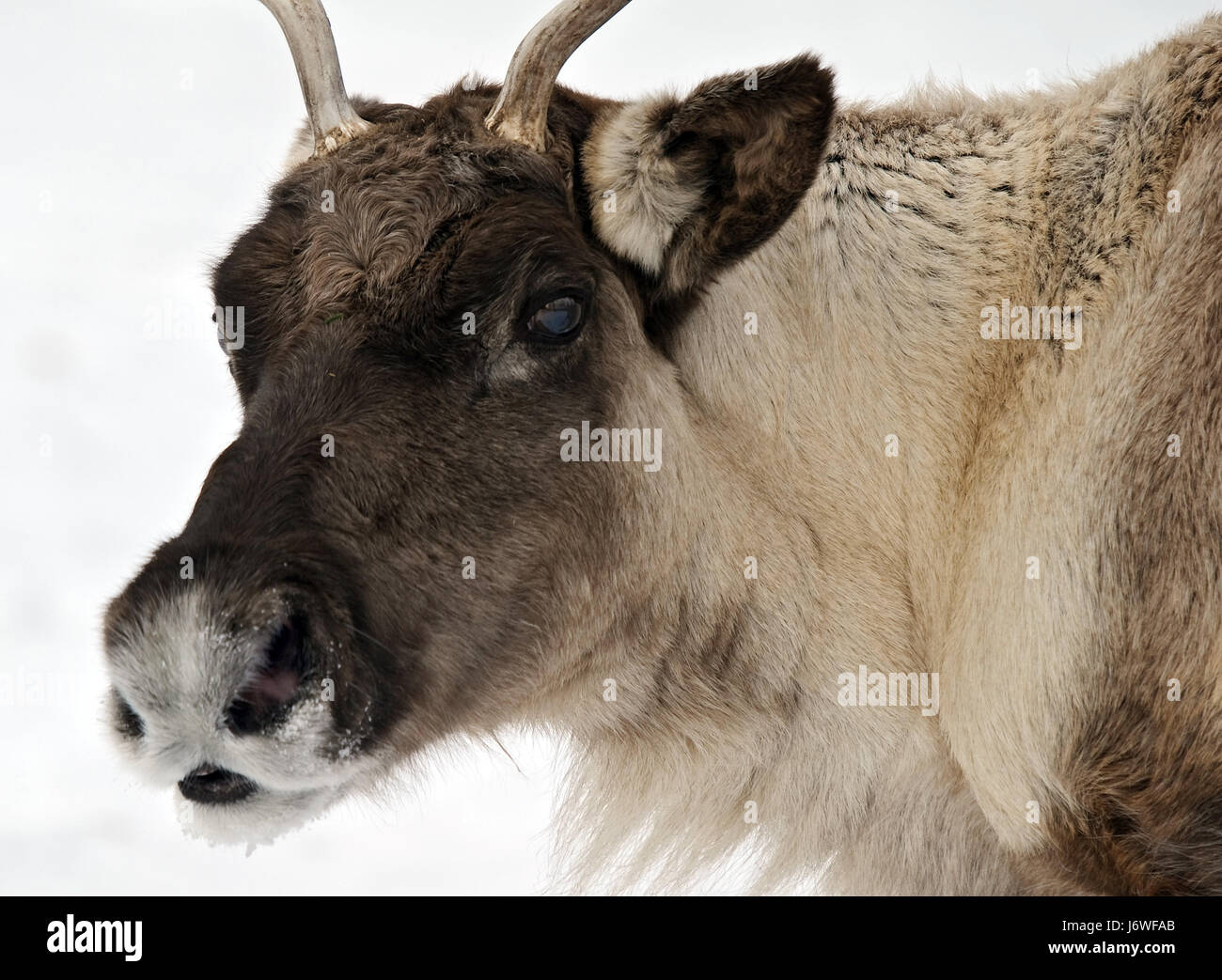 animal wildlife deer reindeer white winter animal mammal snow coke ...