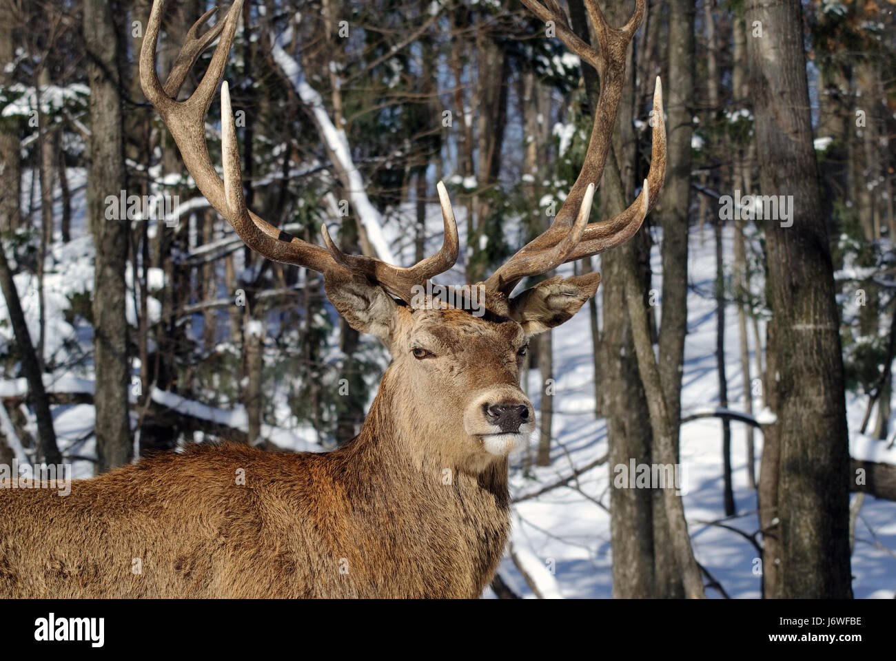 buck wildlife elk deer animal mammal buck wildlife rack horns elk deer ...