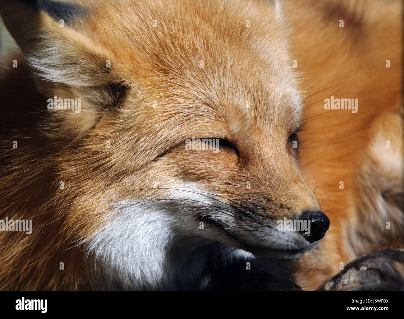 animal wild fur fox canine red animal mammal wild portrait fur dog ...