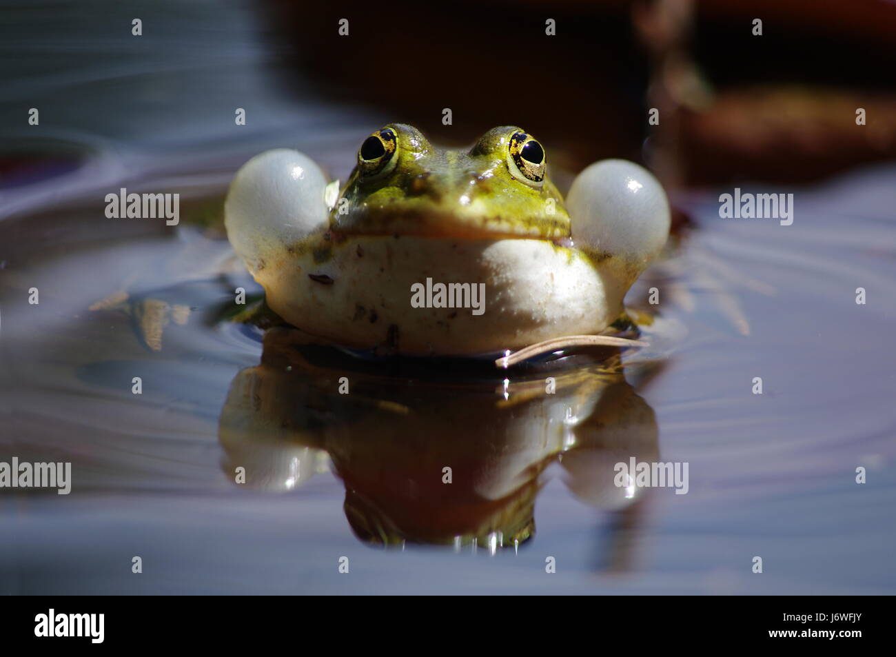 frog reflection quacks squawk quack water bubble soap bubble frog ...