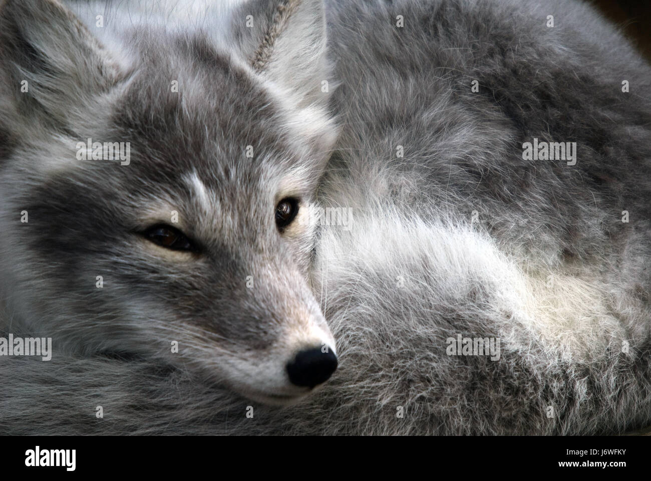 animal arctic fur wildlife fox white animal mammal arctic fur wildlife ...