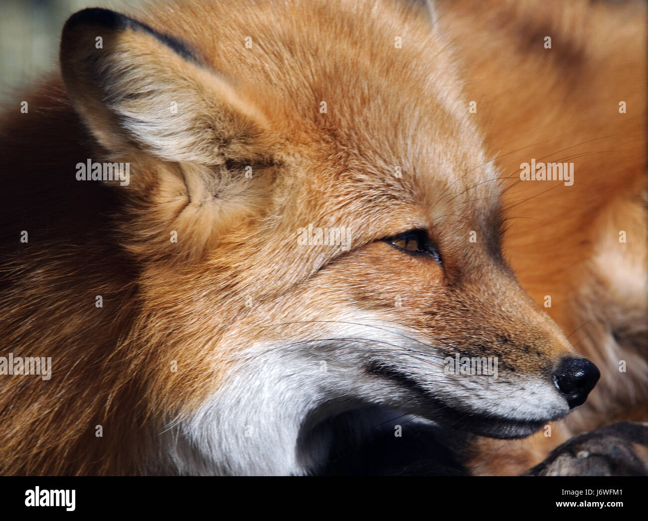 animal mammal fur wildlife fox red animal mammal wild portrait fur dog ...