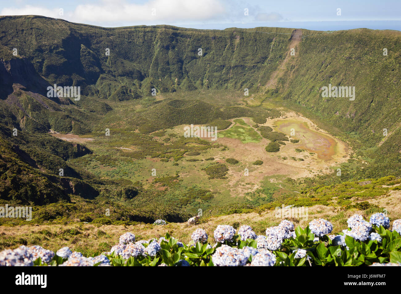 bush crater slope cliff azores vulcan volcano inside flower plant ...