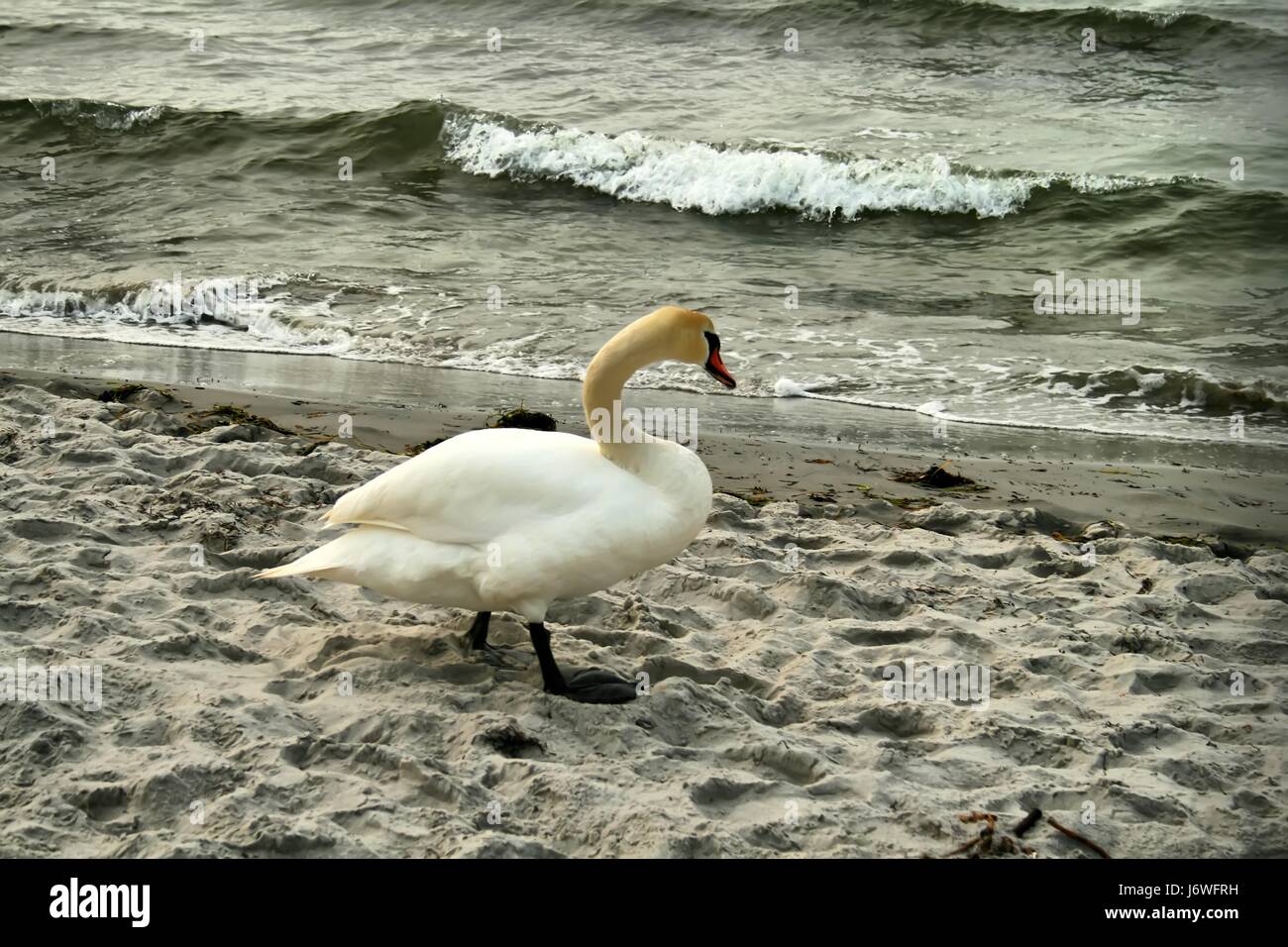 swan on the beach Stock Photo - Alamy