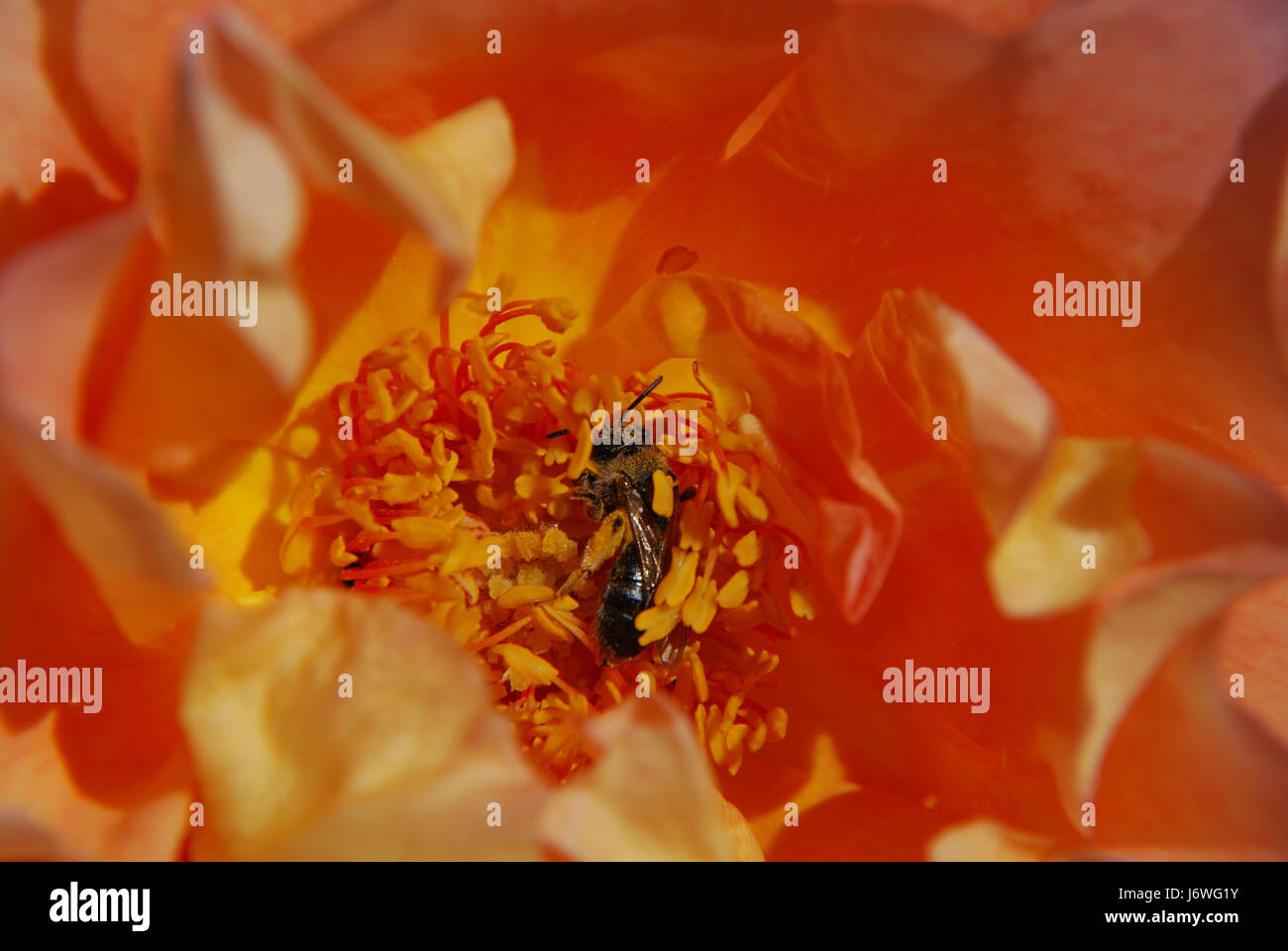 Rose bee hi-res stock photography and images - Alamy