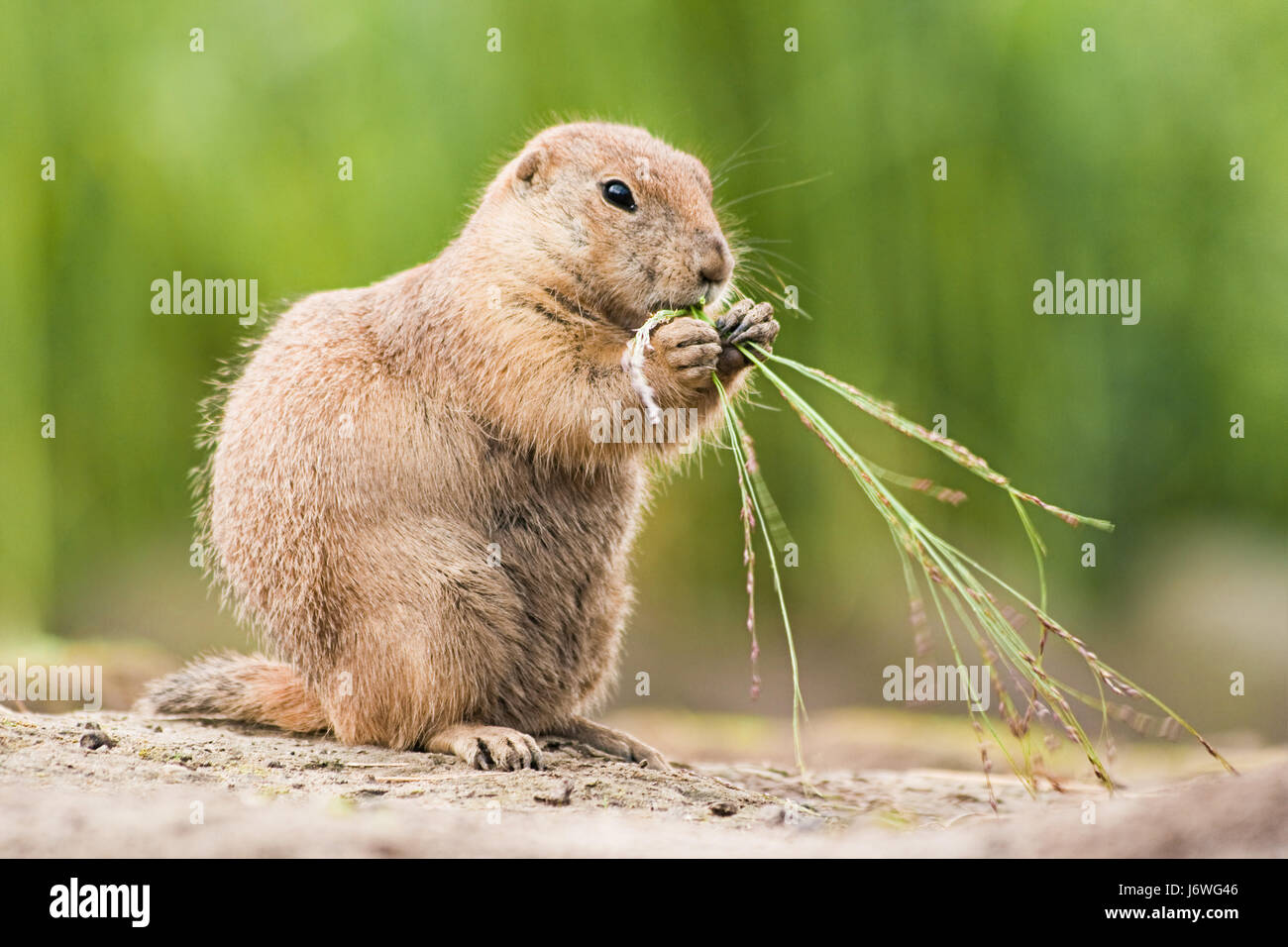 animal mammal animals rodent mammals animal mammal brown brownish ...