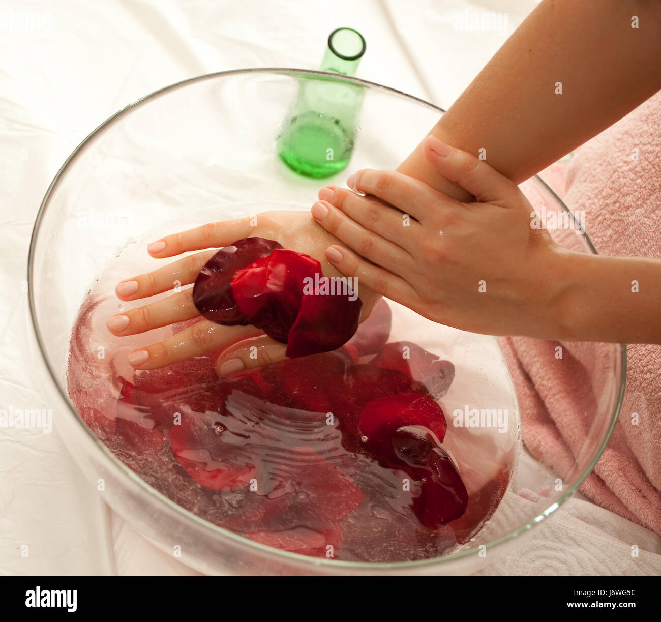 Hand feed rose hi-res stock photography and images - Alamy