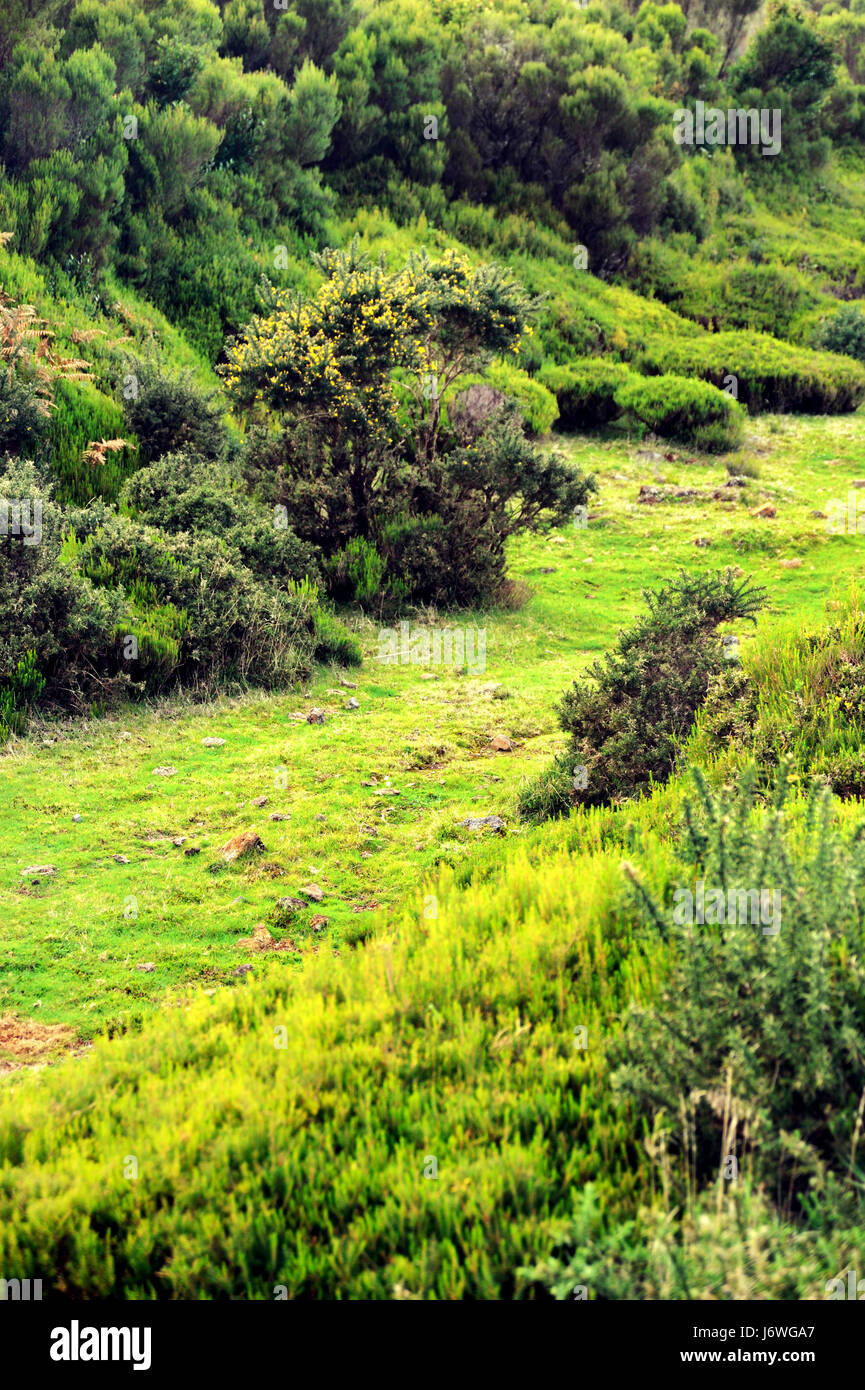 bush madeira heath landscape scenery countryside nature lawn green ...