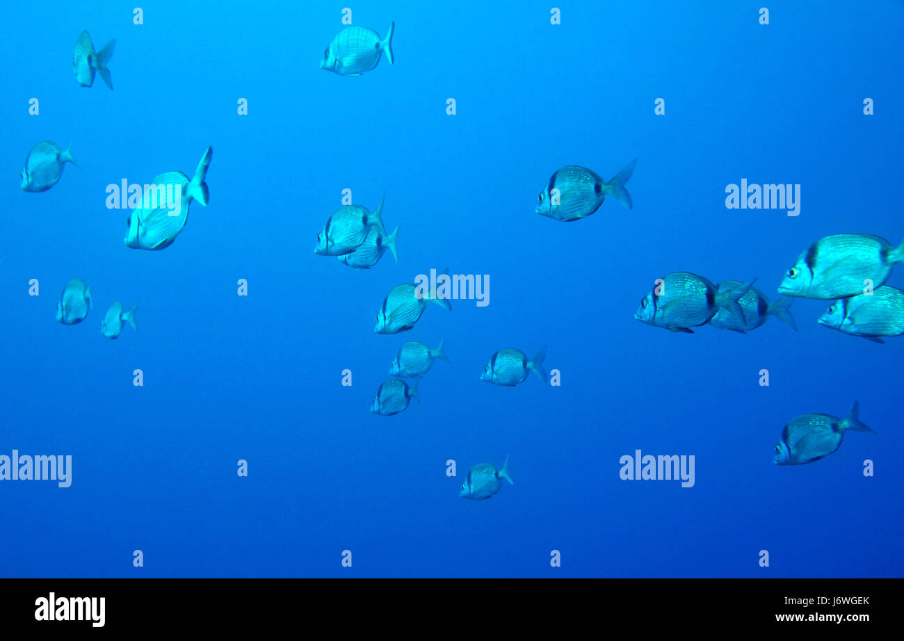 Sparidae fish fishes hi-res stock photography and images - Alamy