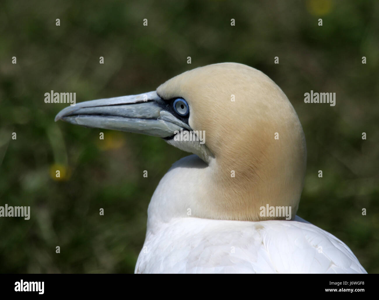 northern gannet portrait Stock Photo - Alamy