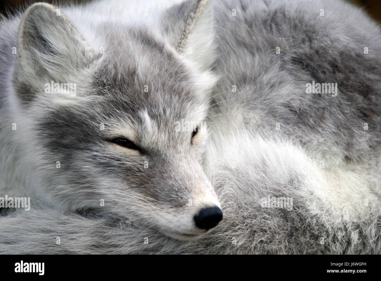 animal mammal arctic fur wildlife fox white animal mammal arctic fur ...