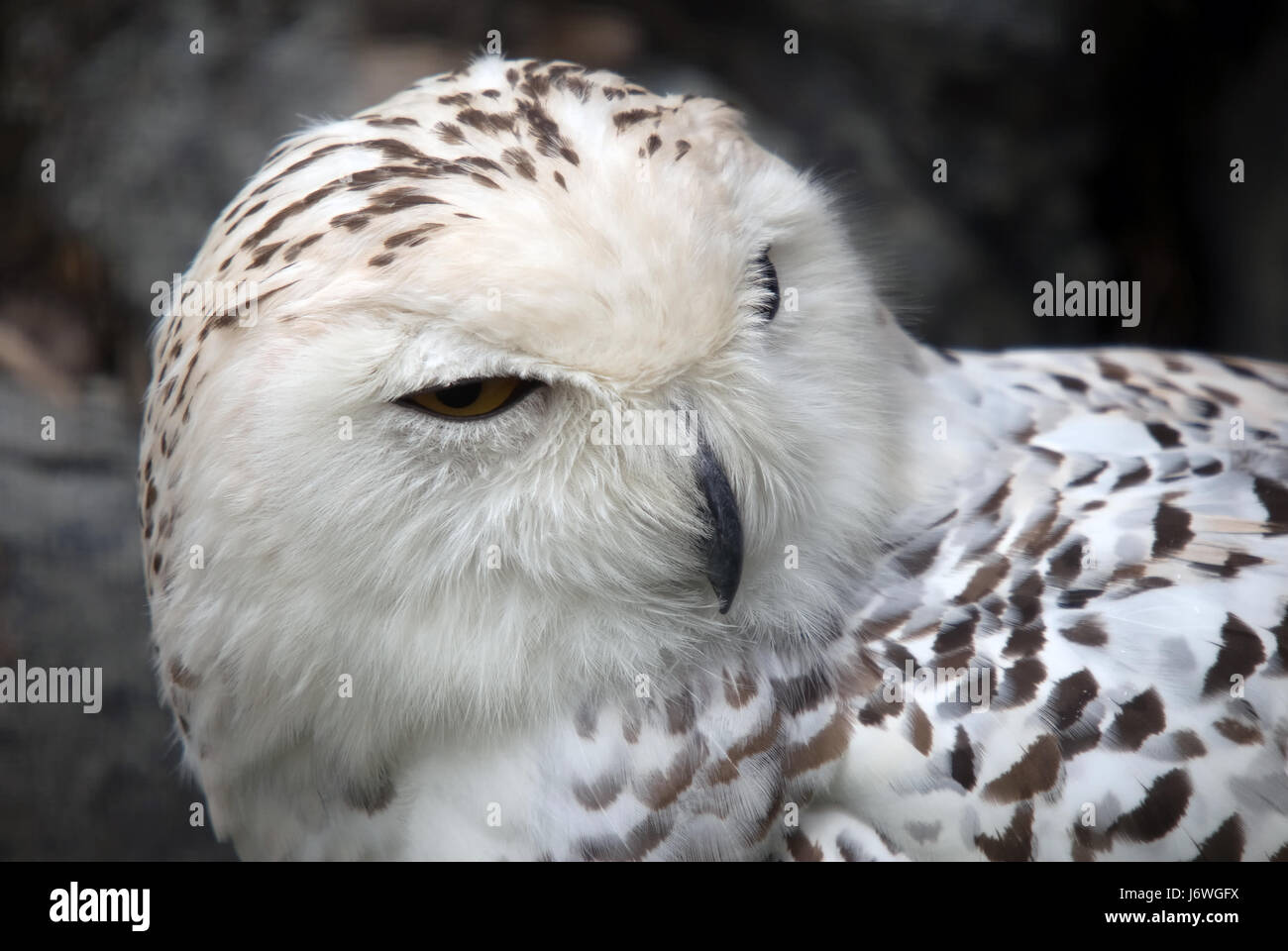 animal bird snow coke cocaine material drug anaesthetic addictive drug ...