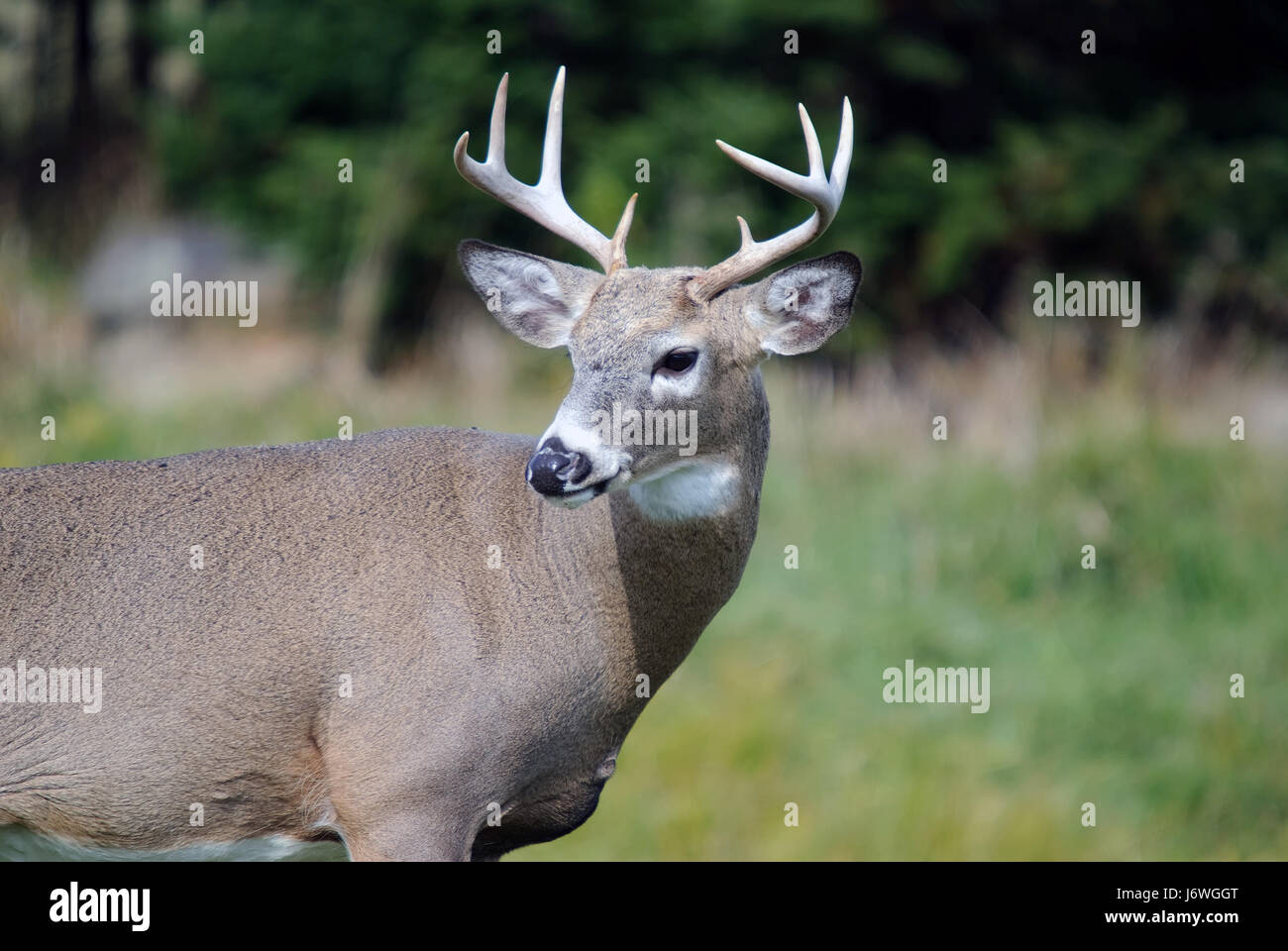 animal male masculine buck wildlife deer animal mammal male masculine ...