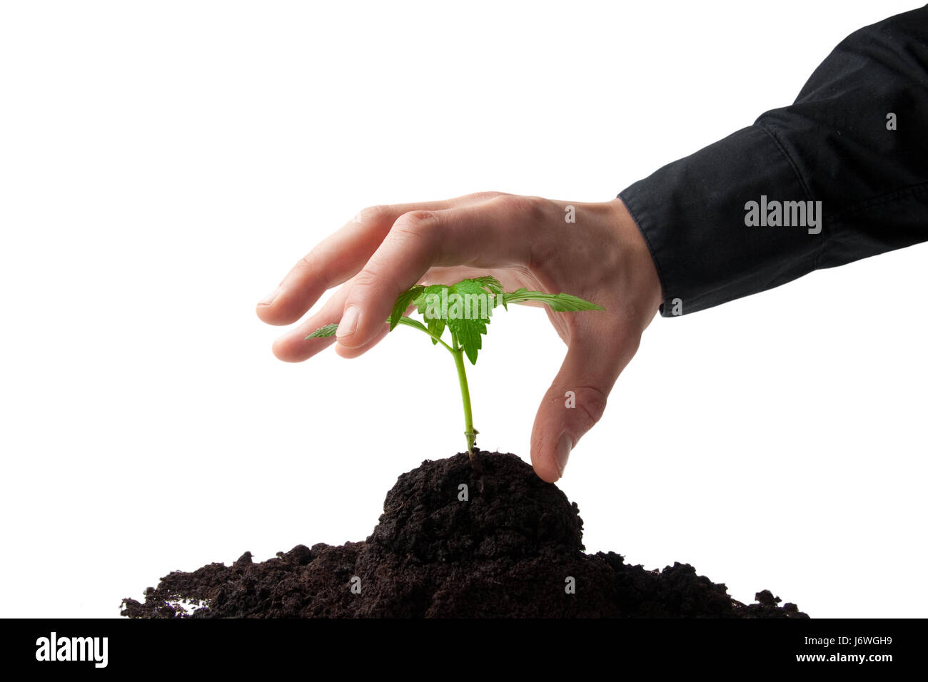humans human beings people folk persons human human being finger leaf ...