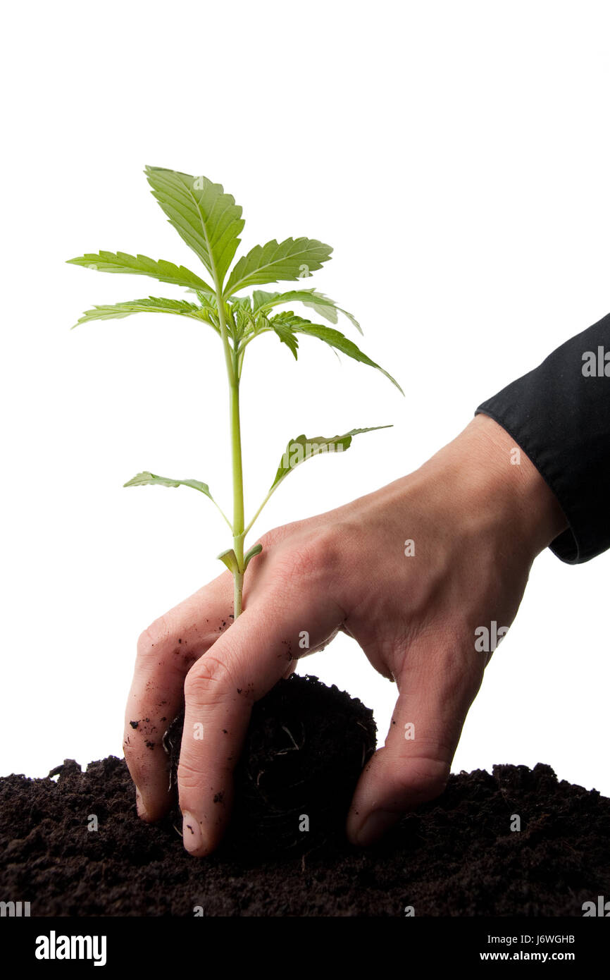 humans human beings people folk persons human human being finger leaf ...