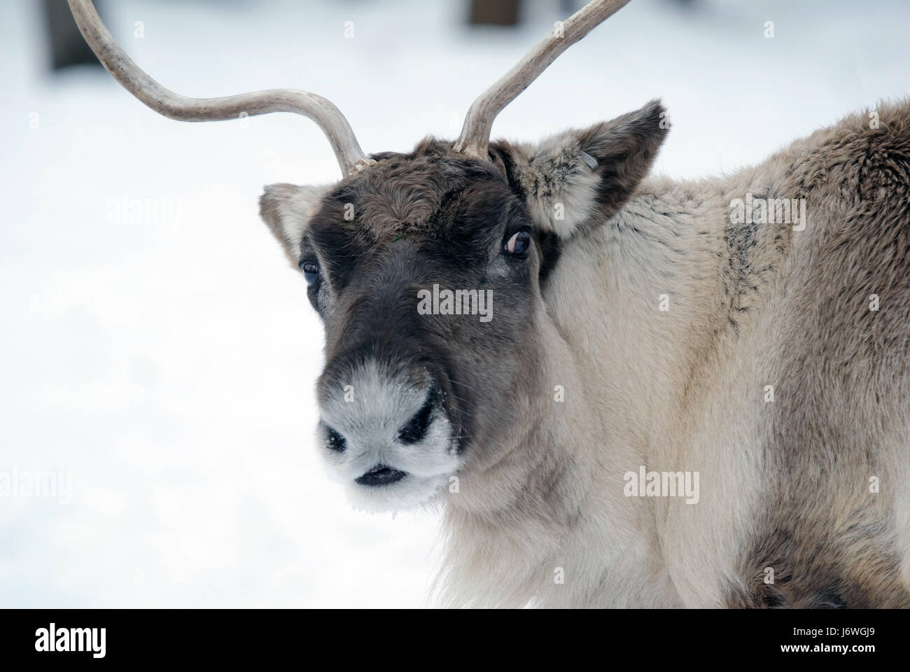 animal wildlife deer reindeer white winter animal mammal snow coke ...