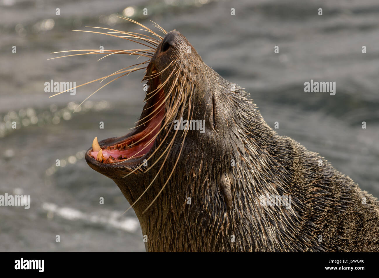 Seal on rocks Stock Photo - Alamy