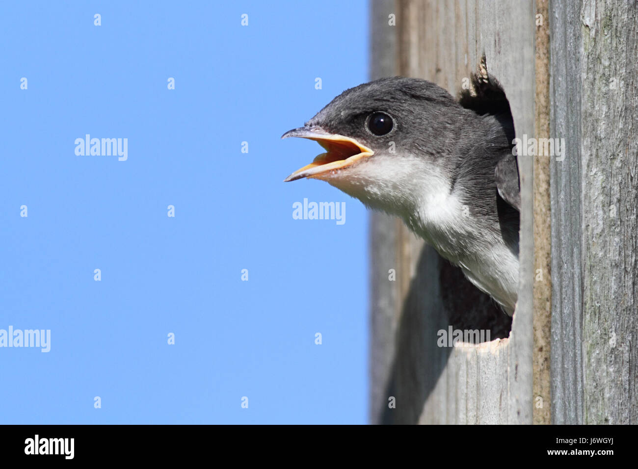 tree wild birds wildlife hungry swallow nature bird wood fauna wild ...