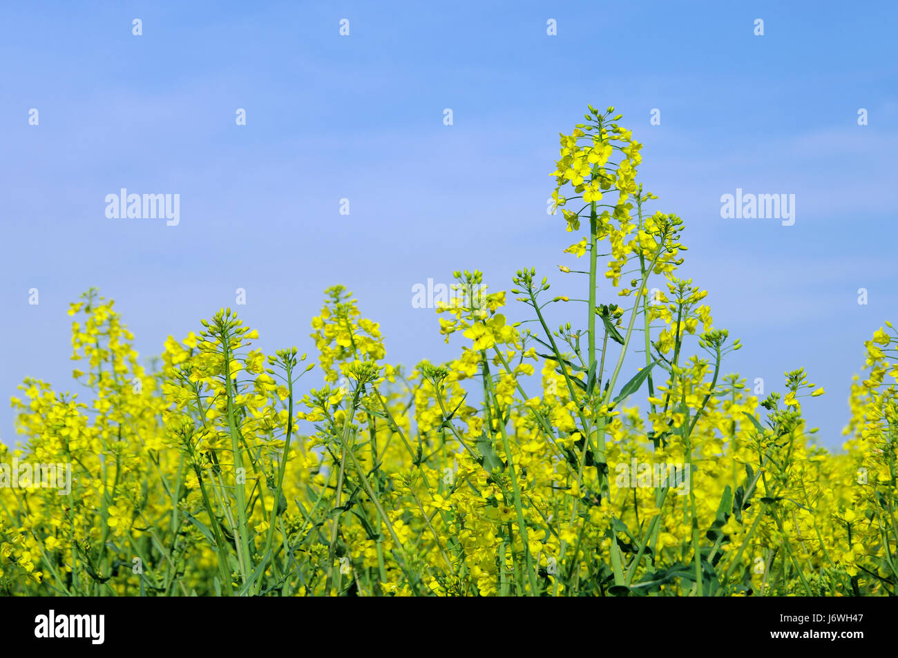 raps - rapeseed 47 Stock Photo - Alamy