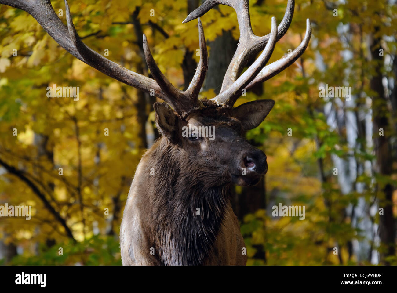 mammal brown brownish brunette male masculine bull elk deer animal ...