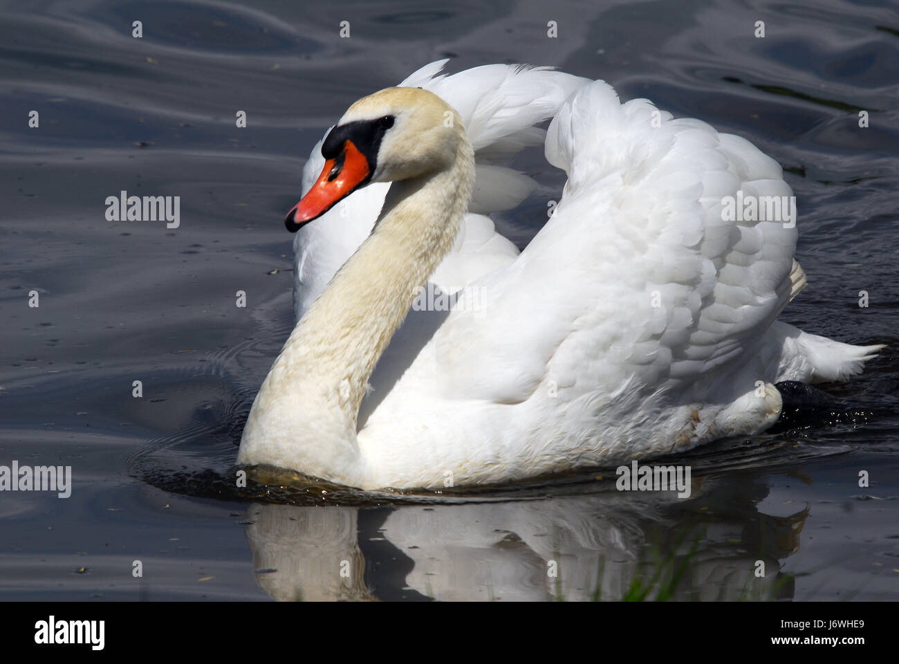 bird swan wing feather white bird swan wing aviary fresh water lake ...