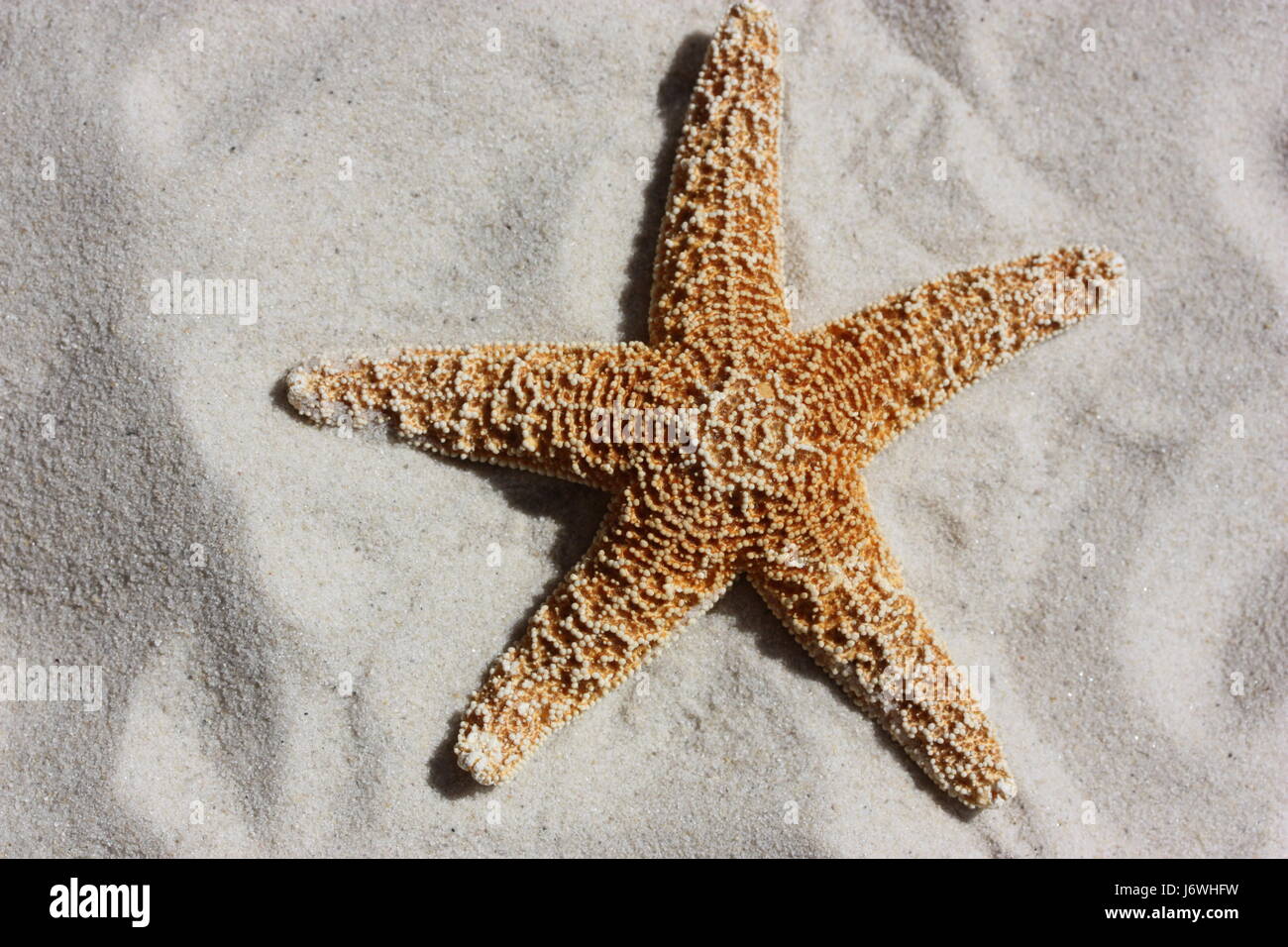 California seestern hi-res stock photography and images - Alamy