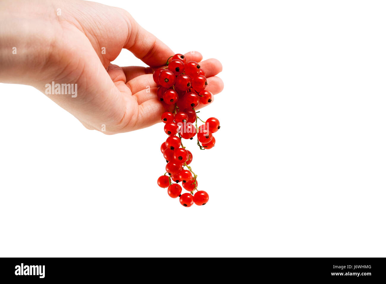 berry currant organic red hand finger isolated fruit berry vegetarian ...