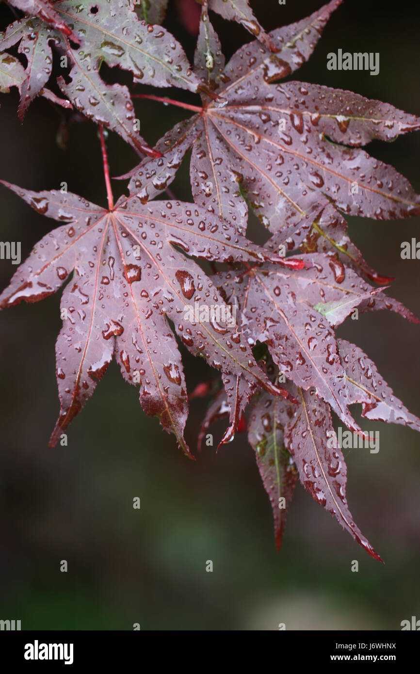 Japanese maple autumn fire hi-res stock photography and images - Alamy