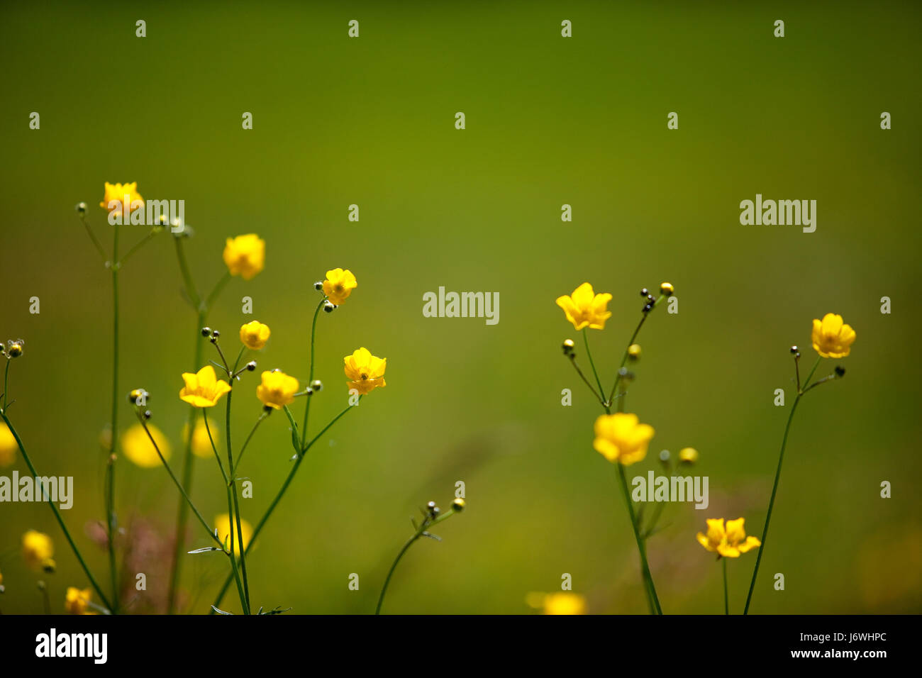 meadow in spring Stock Photo - Alamy